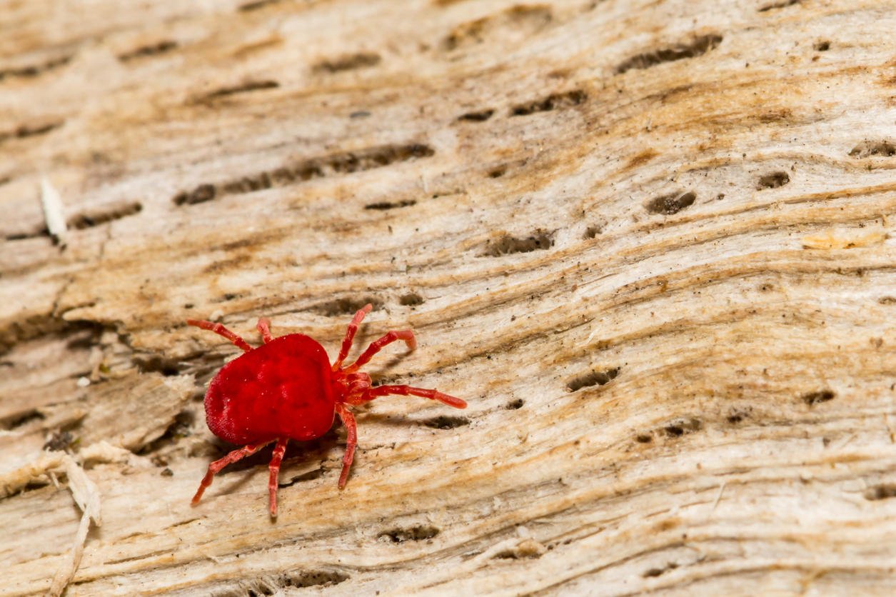 Reconnaître une allergie à une piqûre d'aoûtat | Medisite.fr
