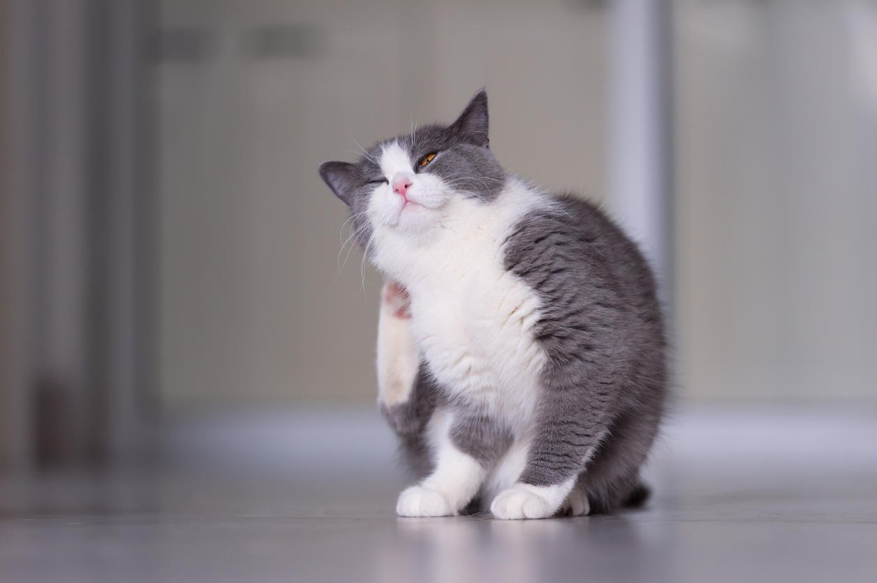 Reconnaître et traiter l'allergie aux puces chez le chat