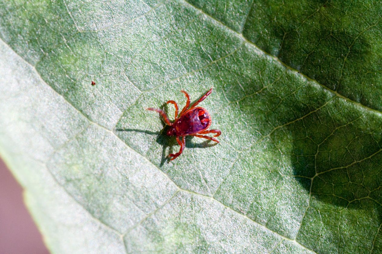 Reconnaître une allergie aux piqûres d'aoûtat | Medisite.fr