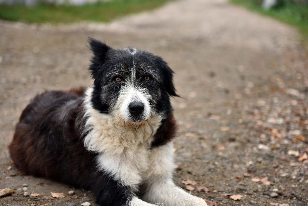 Piqûre d'aoûtat chez le chien : le vinaigre efficace ? | Medisite.fr